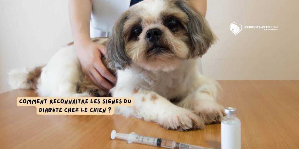 Diabète chez le chien : reconnaitre les 1ers signes