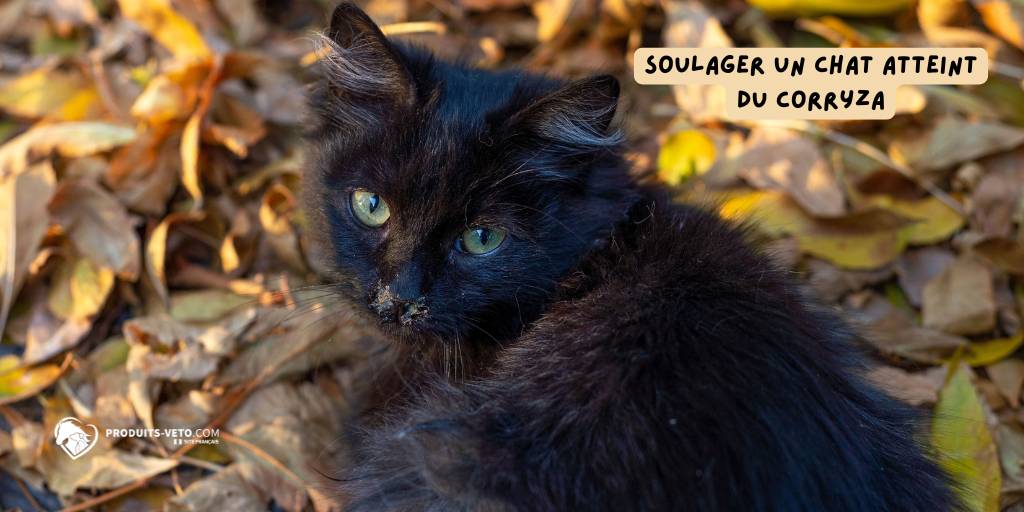 Soulager un chat atteint du coryza : 5 solutions vraiment efficaces