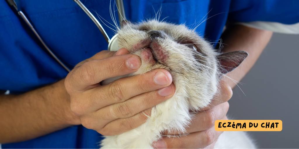Eczéma du chat : causes, symptômes et solutions