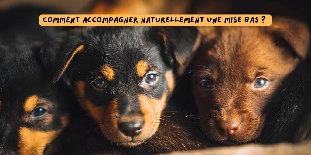 The birth of a female dog: how to provide support?