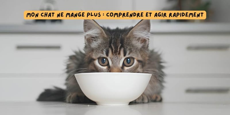 Mon Chat Ne Rentre Plus Que Pour Manger