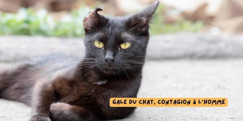 Gale du chat : symptômes et contagion à l’homme