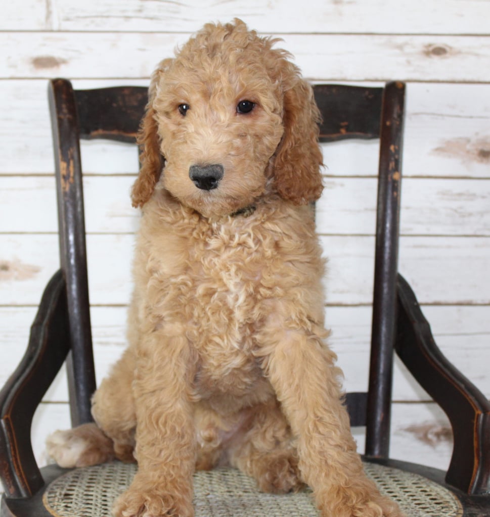 Milo is a Mini Irish Goldendoodle Puppy Sold As Of 11/01/2019