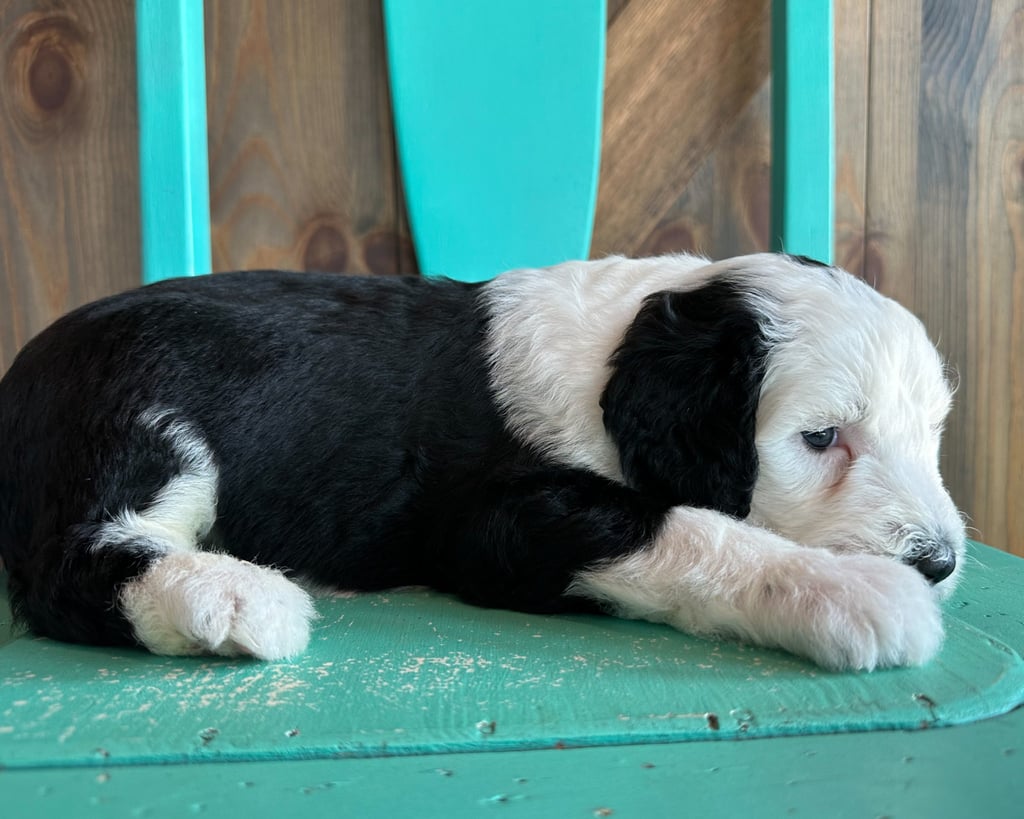 Kip is a Standard Sheepadoodle Puppy For Sale
