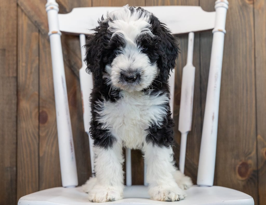 Noah is a Standard Sheepadoodle Puppy Sold As Of 03/01/2021
