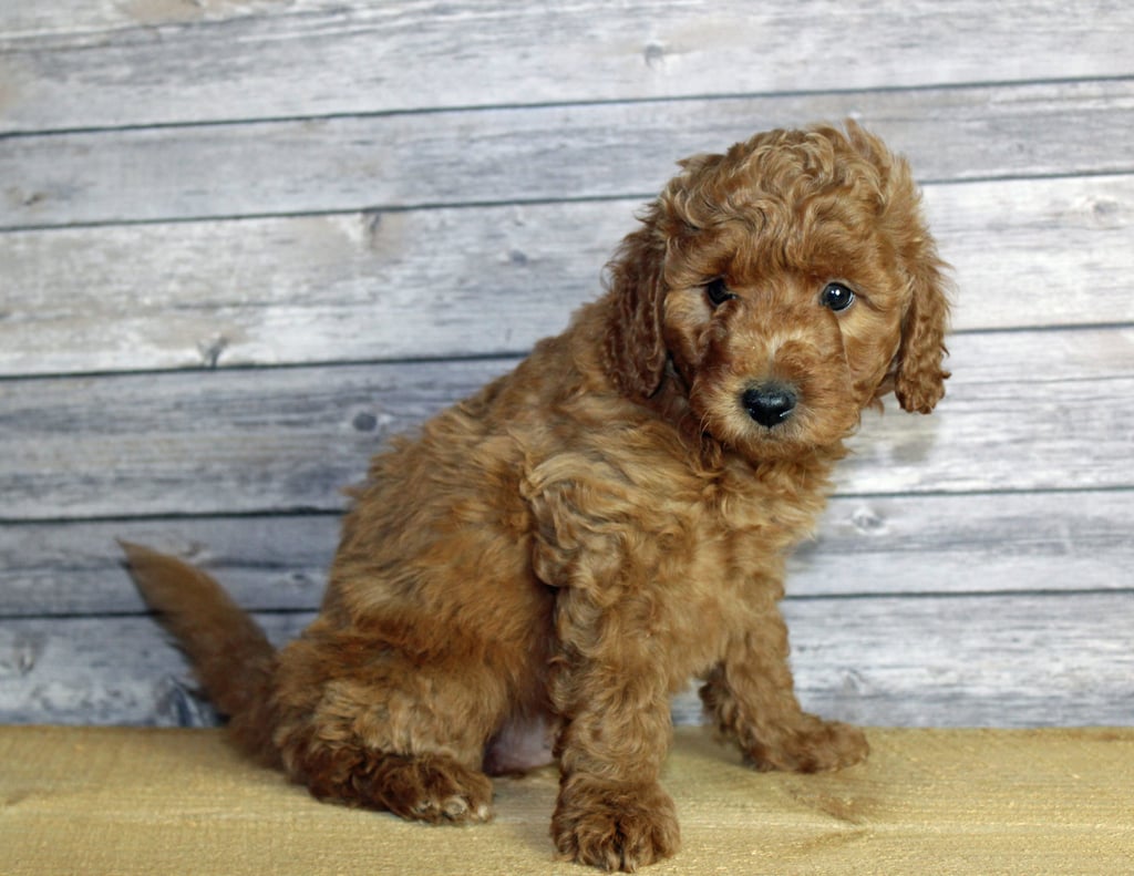 Usher is a Mini Goldendoodle Puppy Sold As Of 11/04/2020
