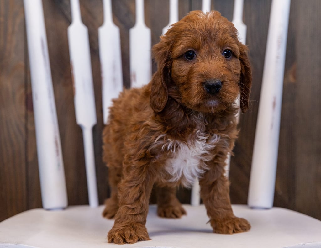 Vito is a Mini Irish Doodle Puppy Sold As Of 03/30/2021