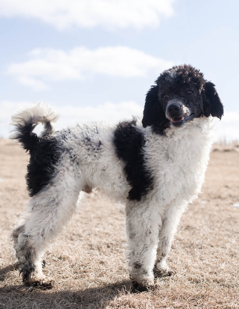 Princess is a Mini Sheepadoodle Puppy Sold As Of 03/11/2021