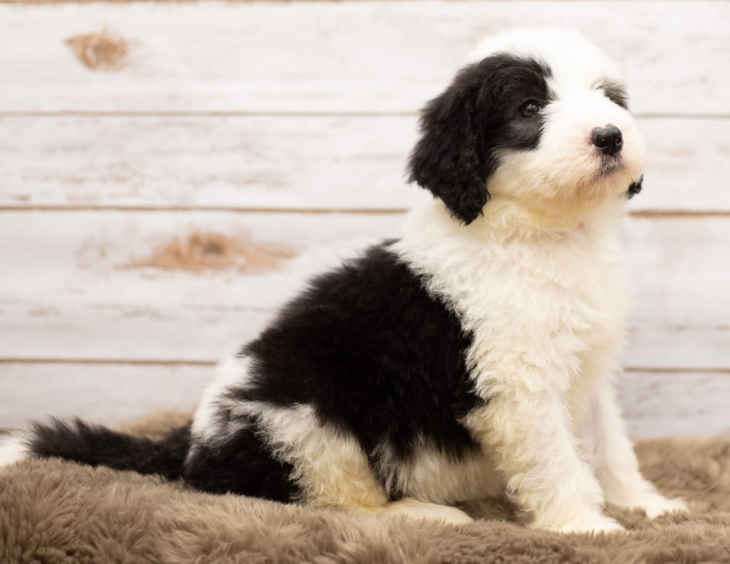 Miko is a Standard Sheepadoodle Puppy Sold As Of 04/20/2019
