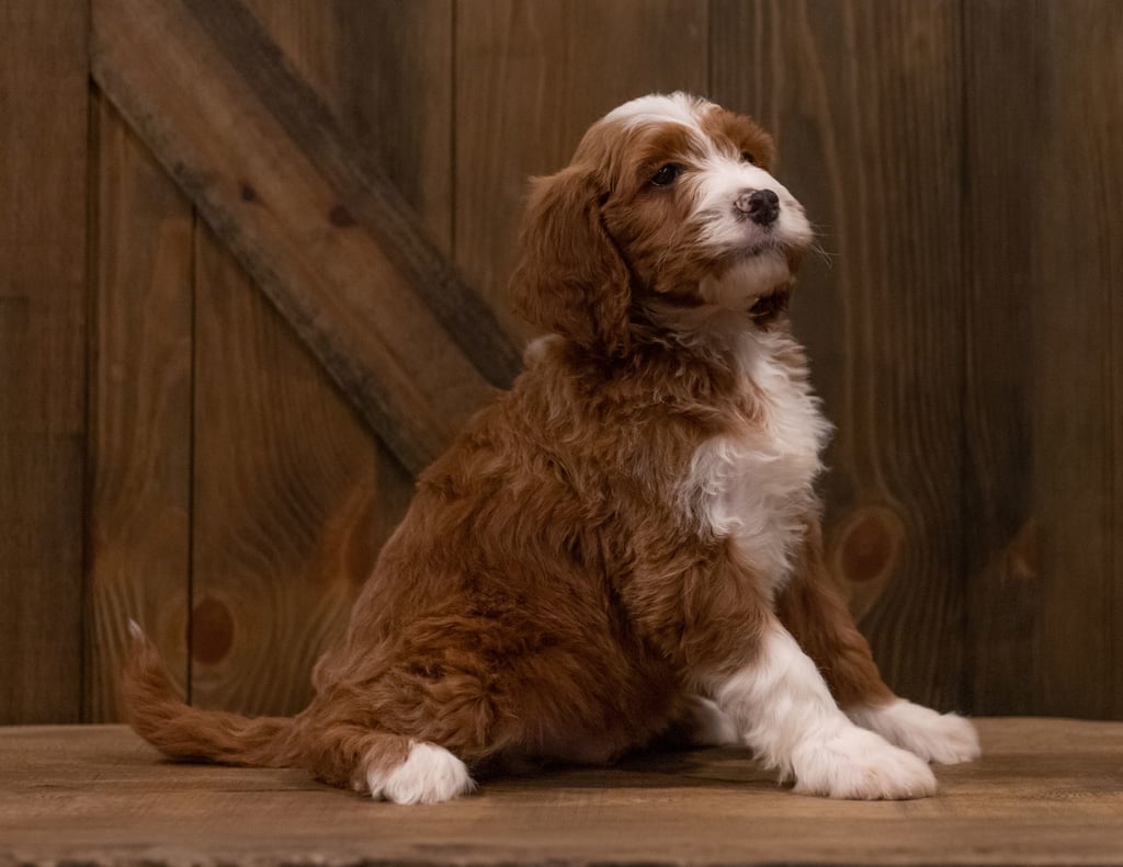 Ibex is a Mini Irish Doodle Puppy Sold As Of 10/17/2019