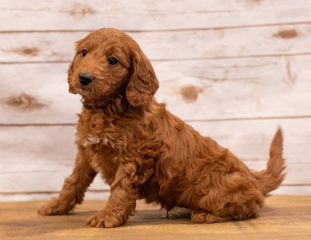 Nic is a Mini Irish Doodle Puppy Sold As Of 11/09/2019
