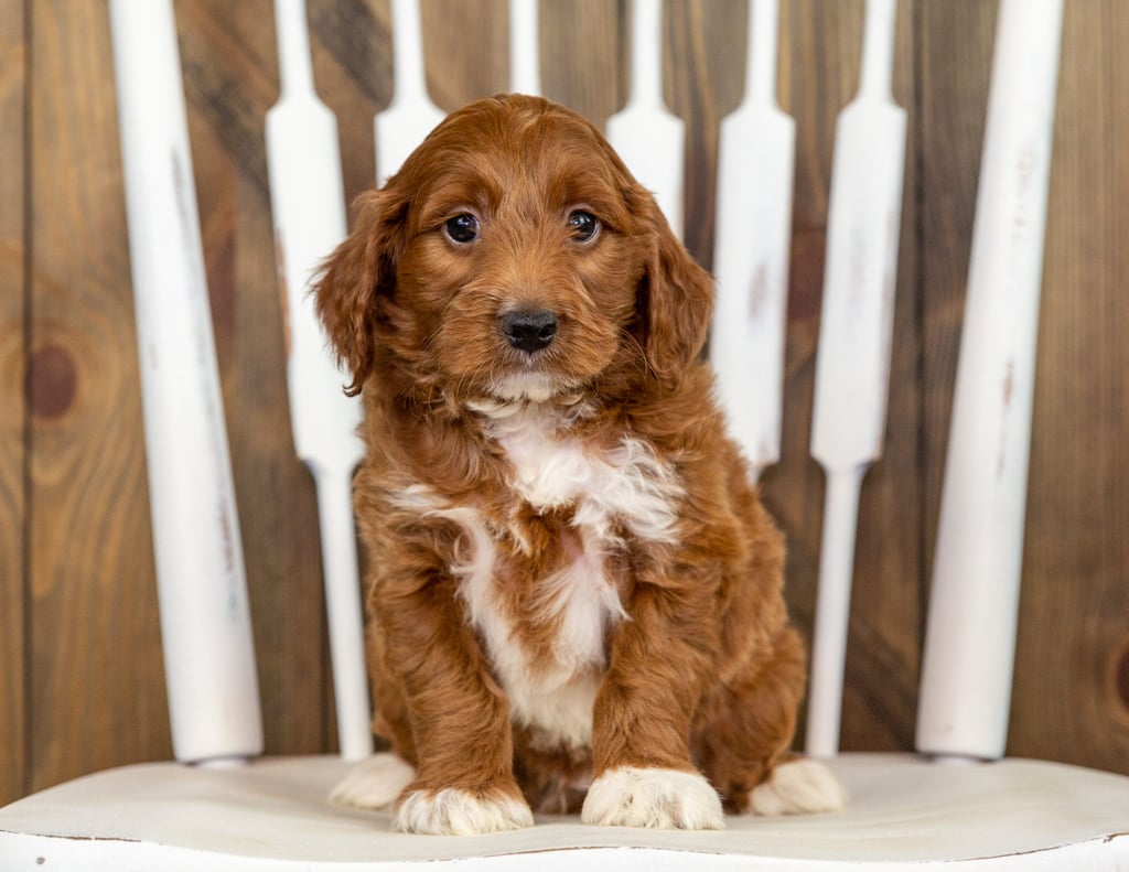 Rain is a Mini Irish Doodle Puppy Sold As Of 10/09/2020