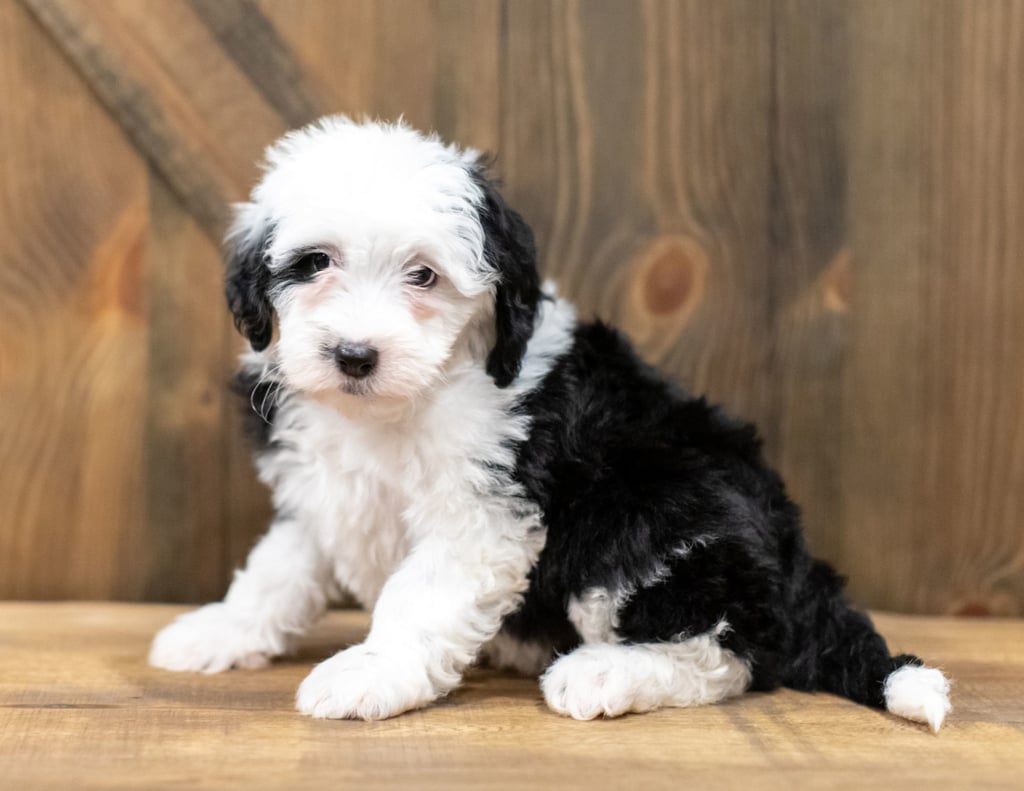 Odila is a Mini Sheepadoodle Puppy Sold As Of 12/03/2019