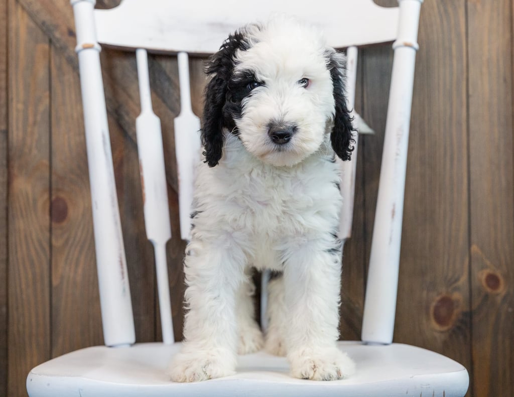Nala is a Standard Sheepadoodle Puppy Sold As Of 03/01/2021