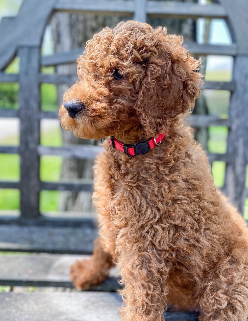 Xander is a Mini Irish Doodle Puppy Sold As Of 04/05/2021