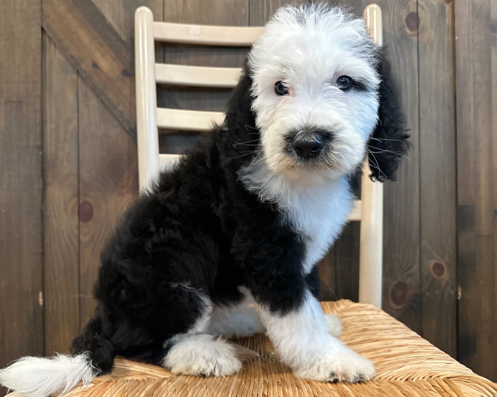 Kip is a Standard Sheepadoodle Puppy Sold As Of 07/31/2023