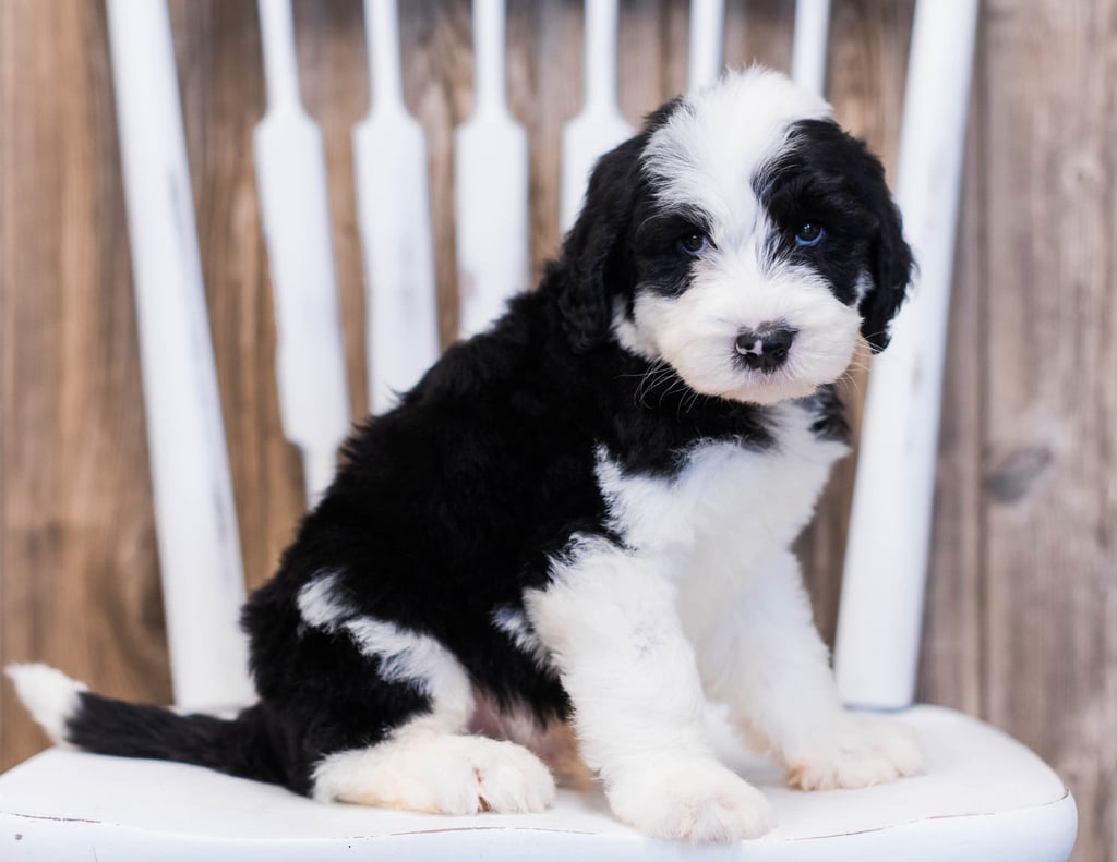 Eldo is a Standard Sheepadoodle Puppy Sold As Of 07/17/2020