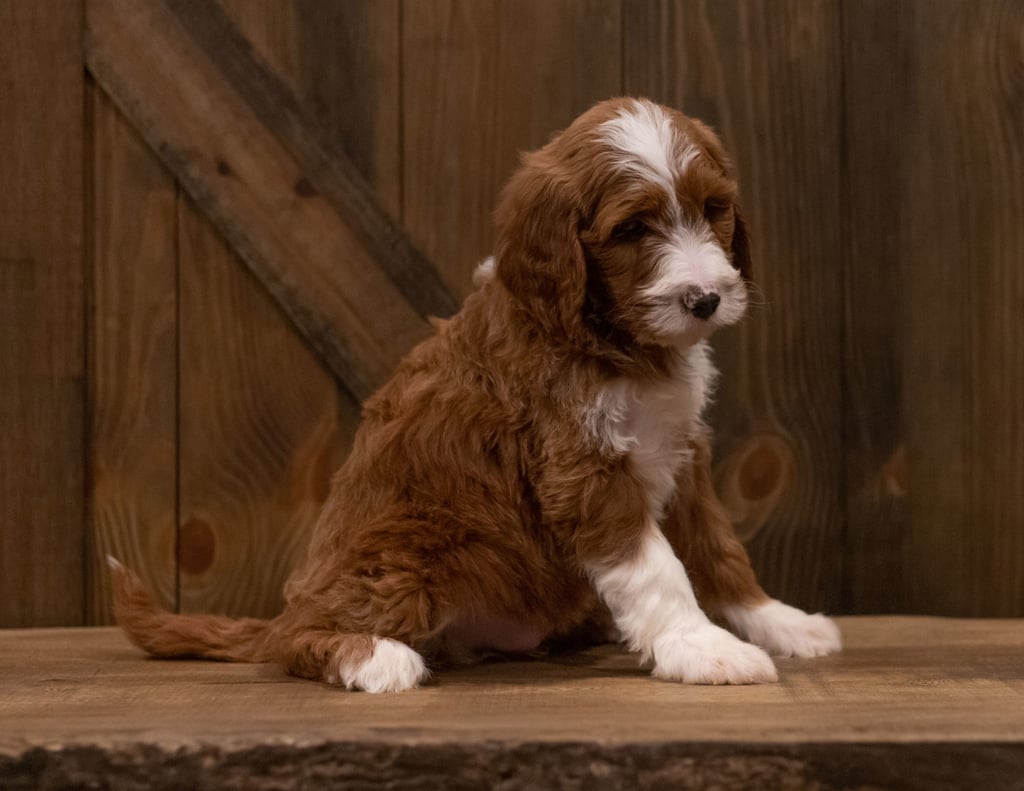 Ibex is a Mini Irish Doodle Puppy Sold As Of 10/17/2019
