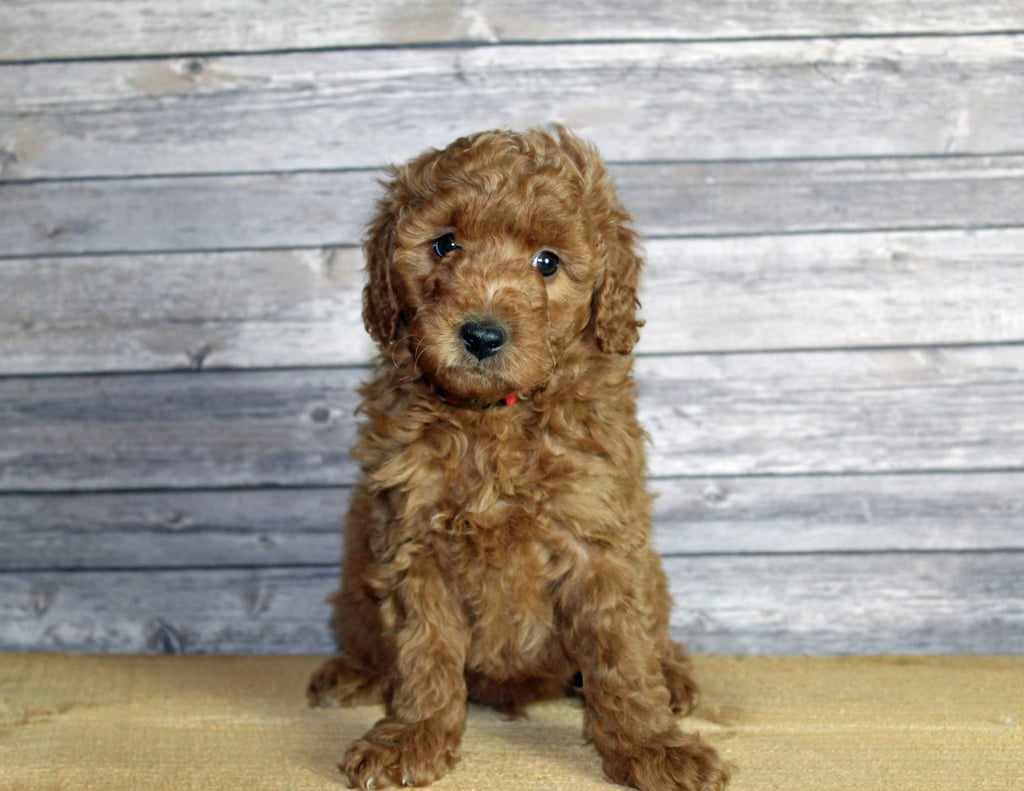 Usher is a Mini Goldendoodle Puppy Sold As Of 11/04/2020