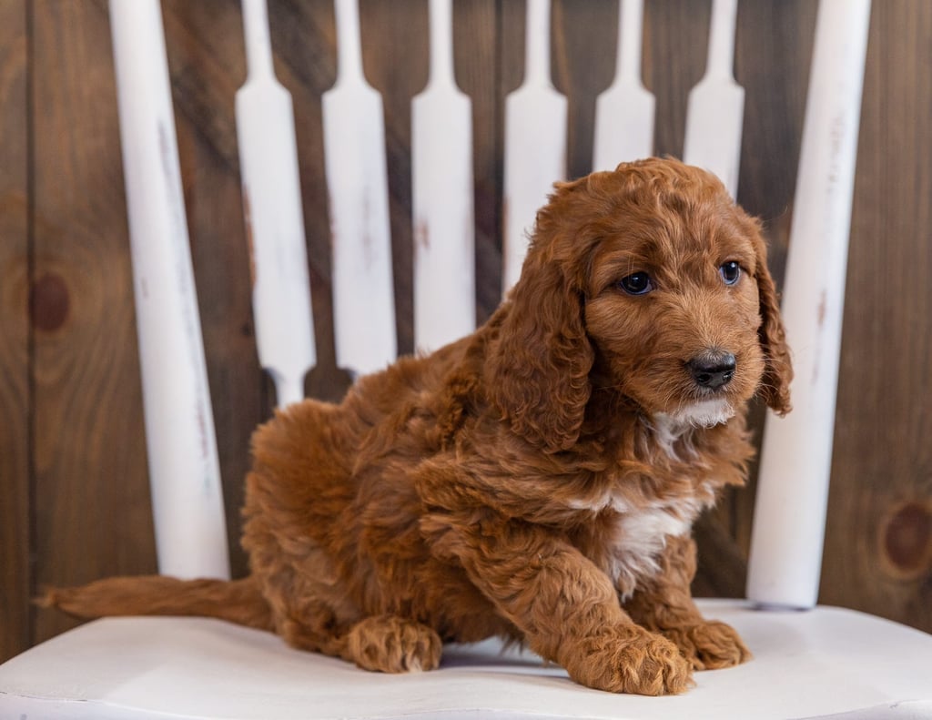Zena is a Mini Irish Doodle Puppy Sold As Of 04/12/2021