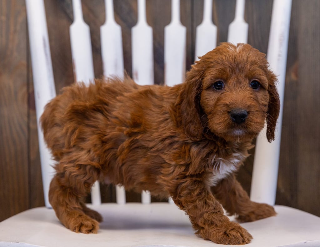 Vito is a Mini Irish Doodle Puppy Sold As Of 03/30/2021