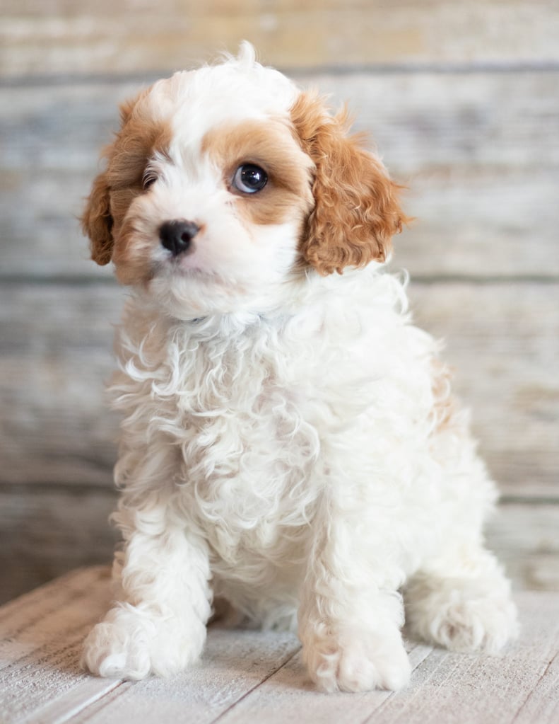 Jig is a Cavapoo Puppy Sold As Of 02/17/2019