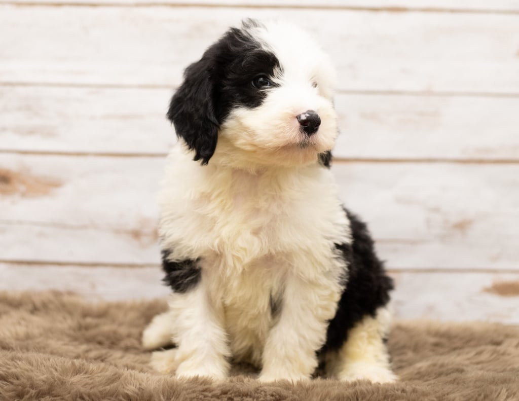 Mojo is a Standard Sheepadoodle Puppy Sold As Of 04/20/2019