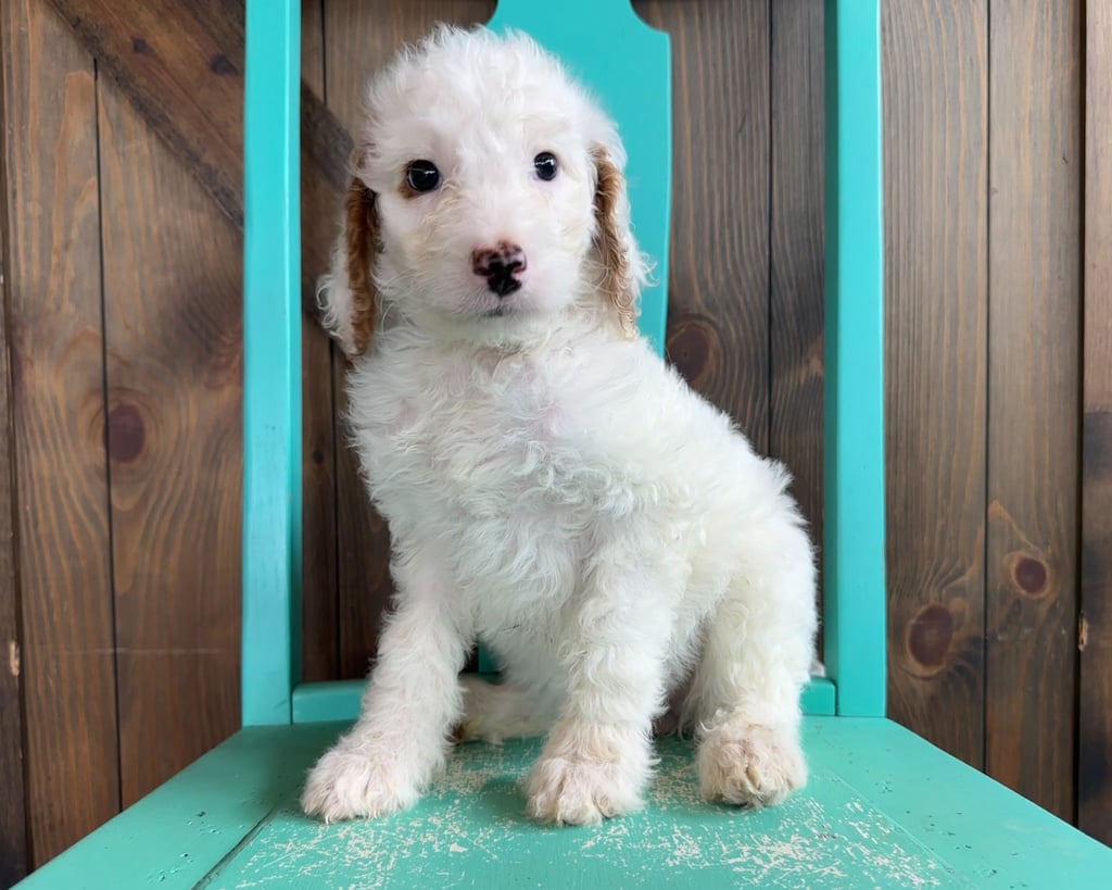 Indra is a Standard Goldendoodle Puppy Sold As Of 06/30/2023