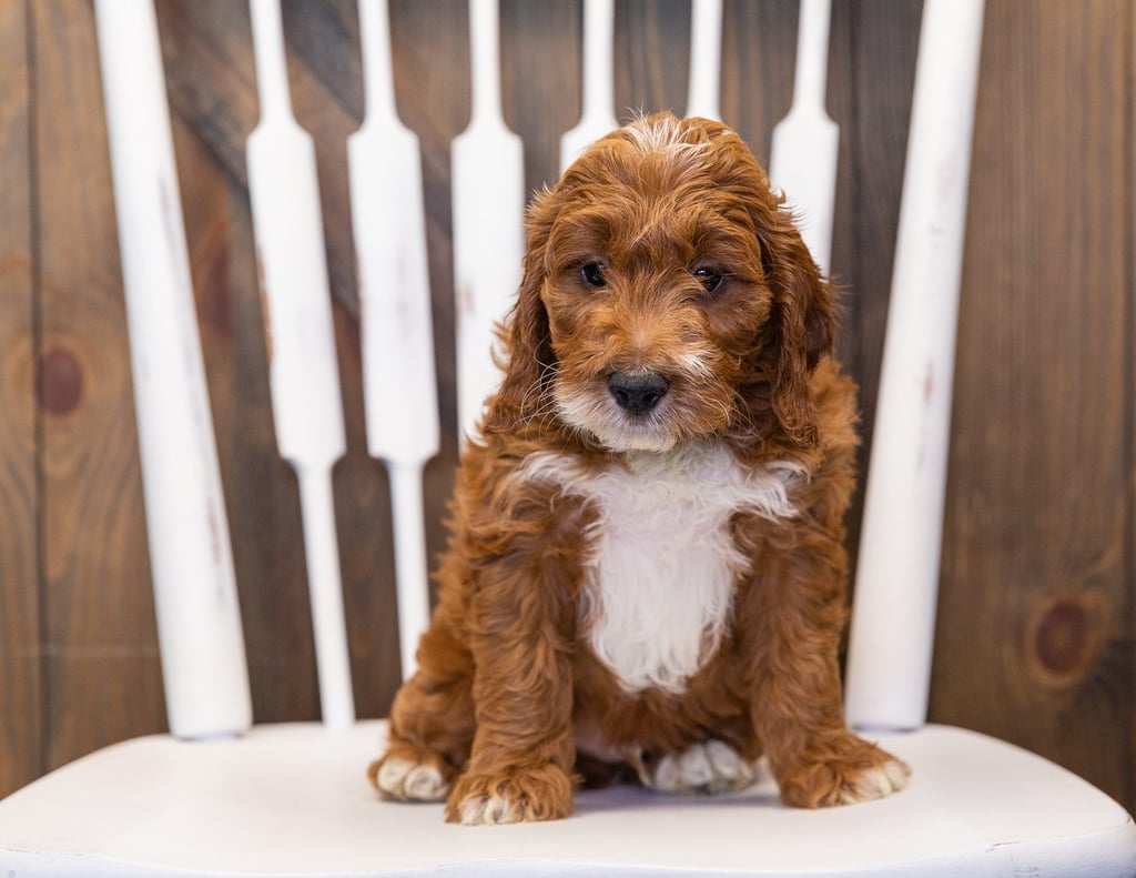 Reggie is a red Mini poodle for our Goldendoodle program - Iowa Breeder