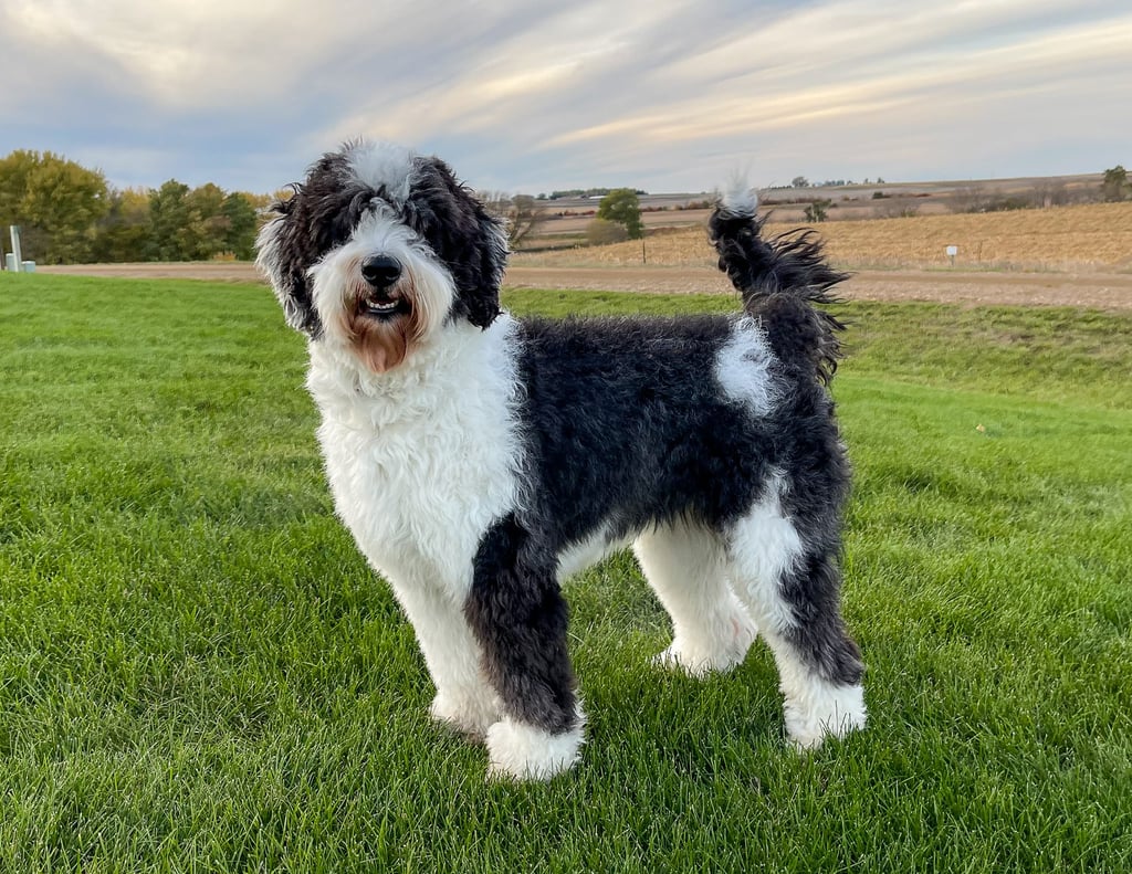 Litter of Mini Sheepadoodle Puppies from Paris and Leo, Available Now