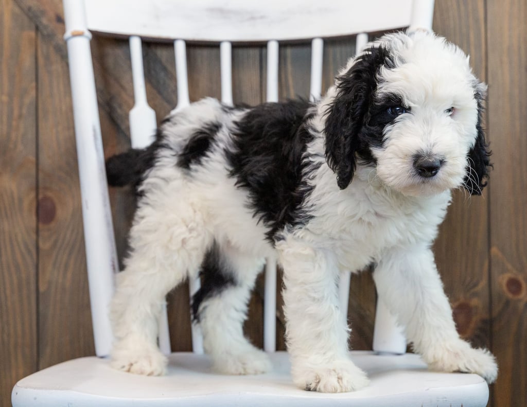 Nala is a Standard Sheepadoodle Puppy Sold As Of 03/01/2021