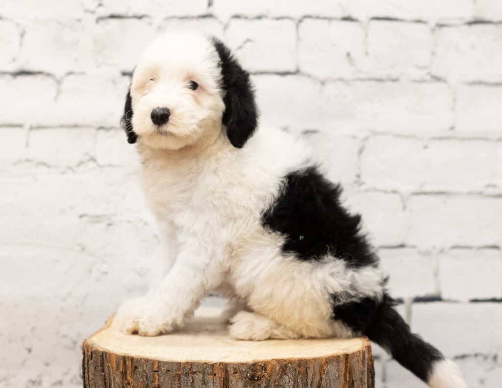 Rex is a Mini Sheepadoodle Puppy Sold As Of 06/14/2019