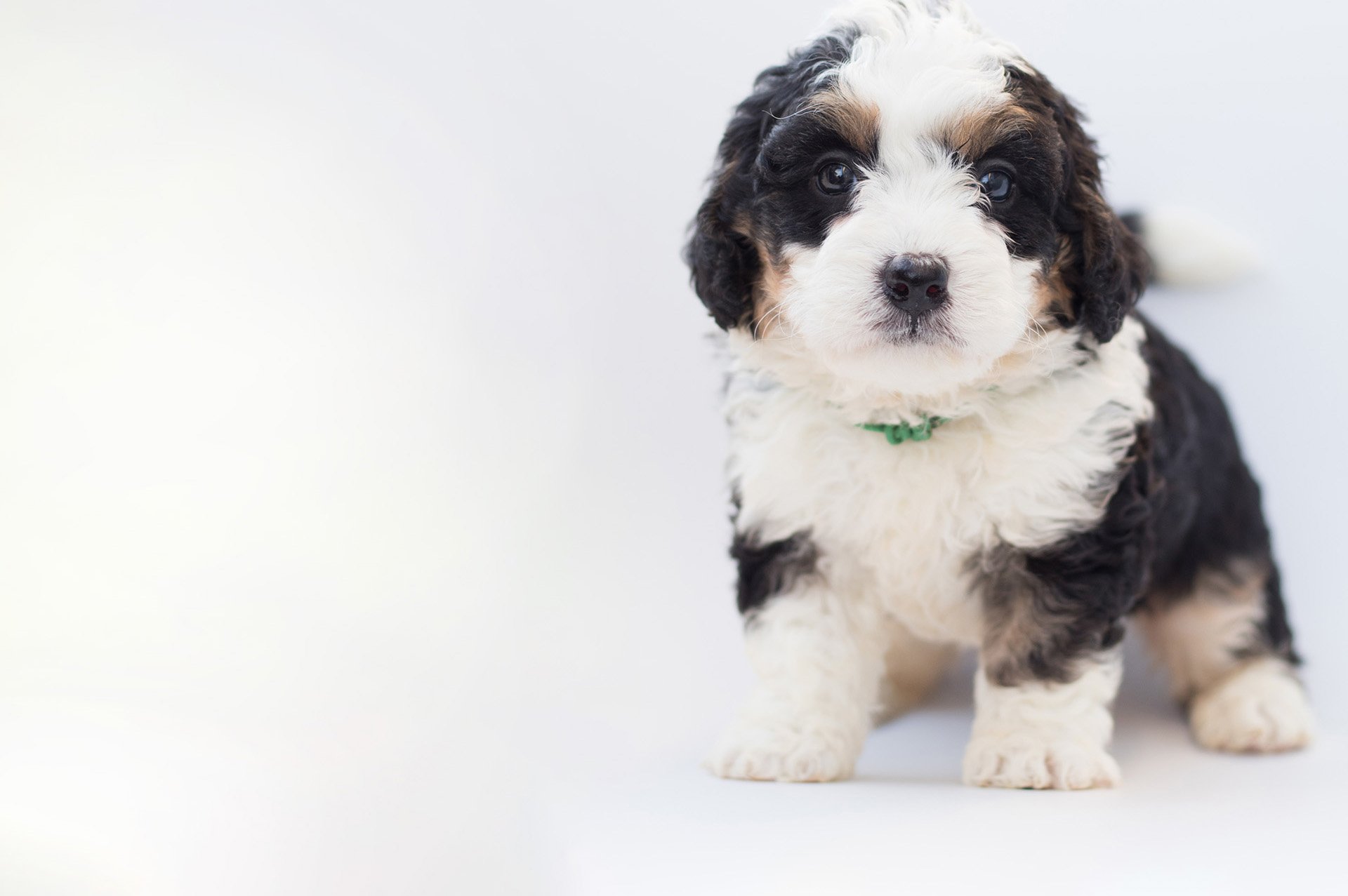 Millie is a Standard Goldendoodle Puppy Sold As Of 06/25/2025