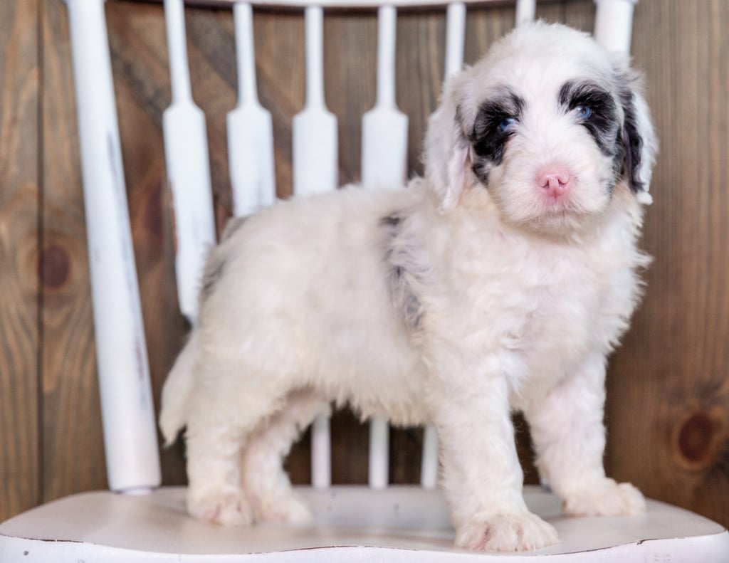 Noah is a Standard Sheepadoodle Puppy Sold As Of 09/11/2020