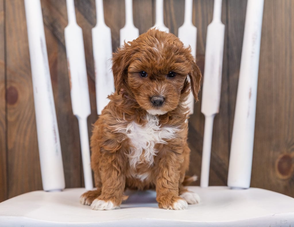 Skyy is a Mini Goldendoodle Puppy Sold As Of 03/17/2021