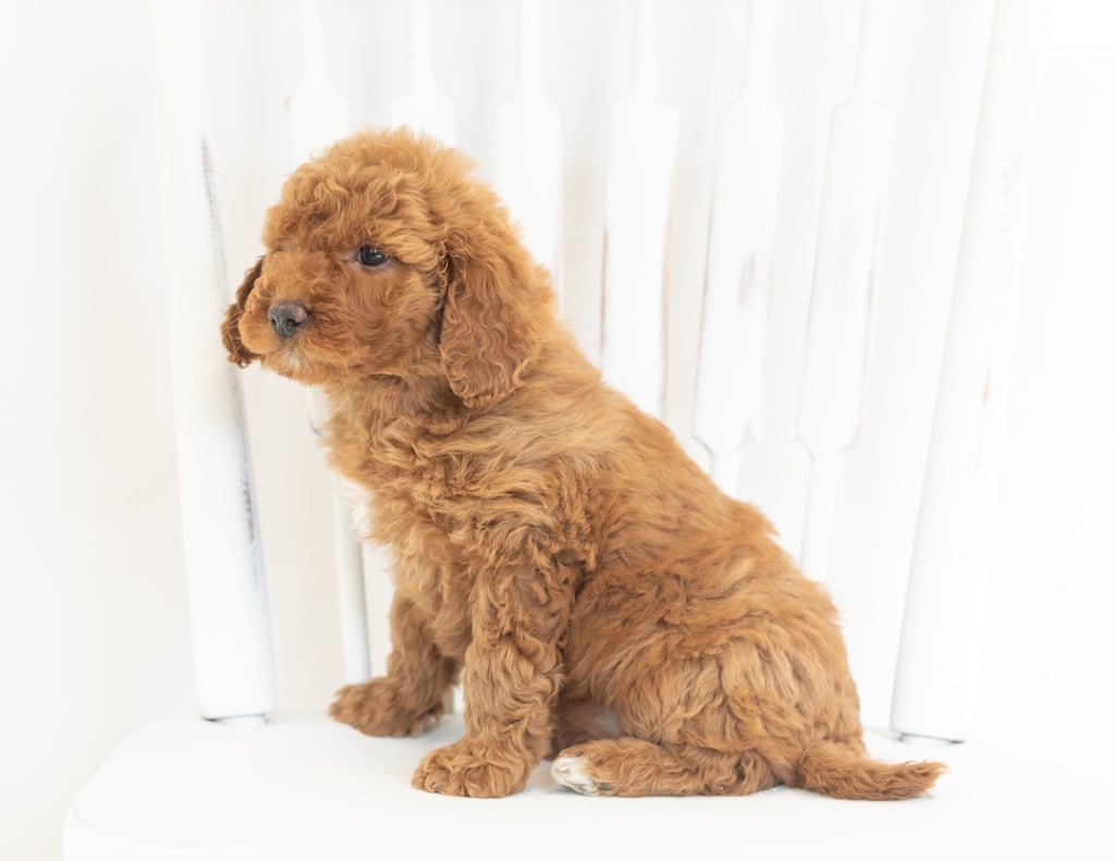 Mocha is a Mini Goldendoodle Puppy Sold As Of 05/01/2020