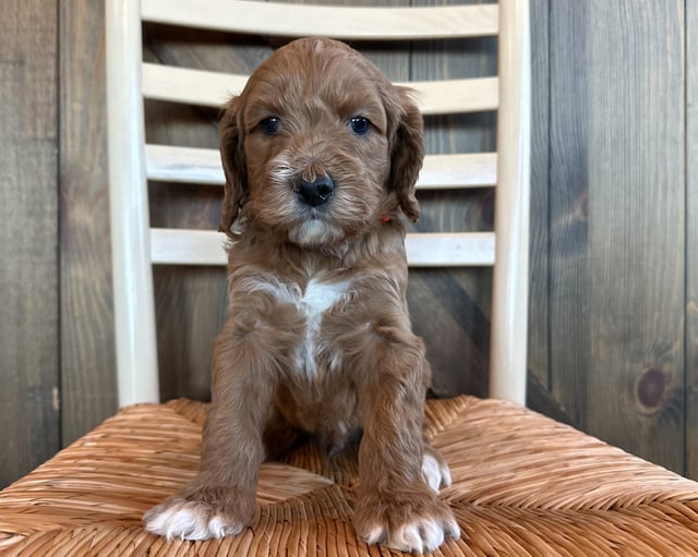 F1 Goldendoodle puppies for sale online, Iowa Goldendoodle Breeder