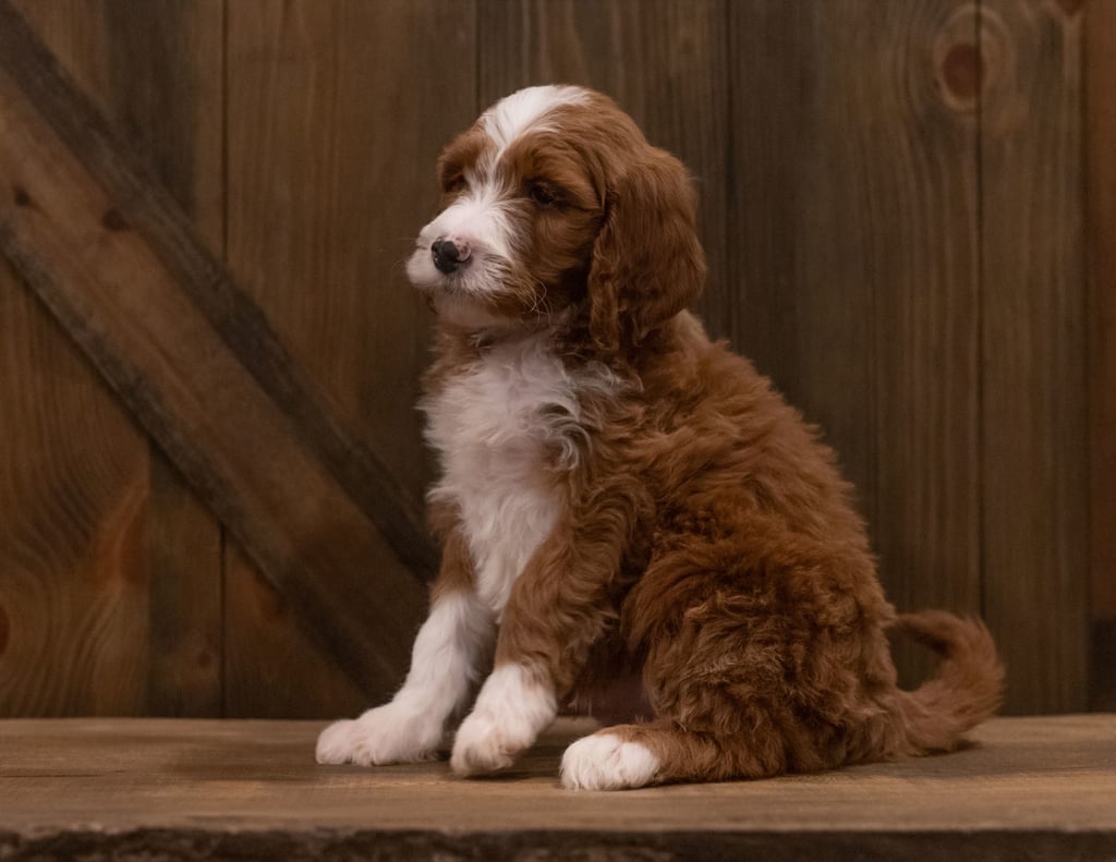 Ibex is a Mini Irish Doodle Puppy Sold As Of 10/17/2019