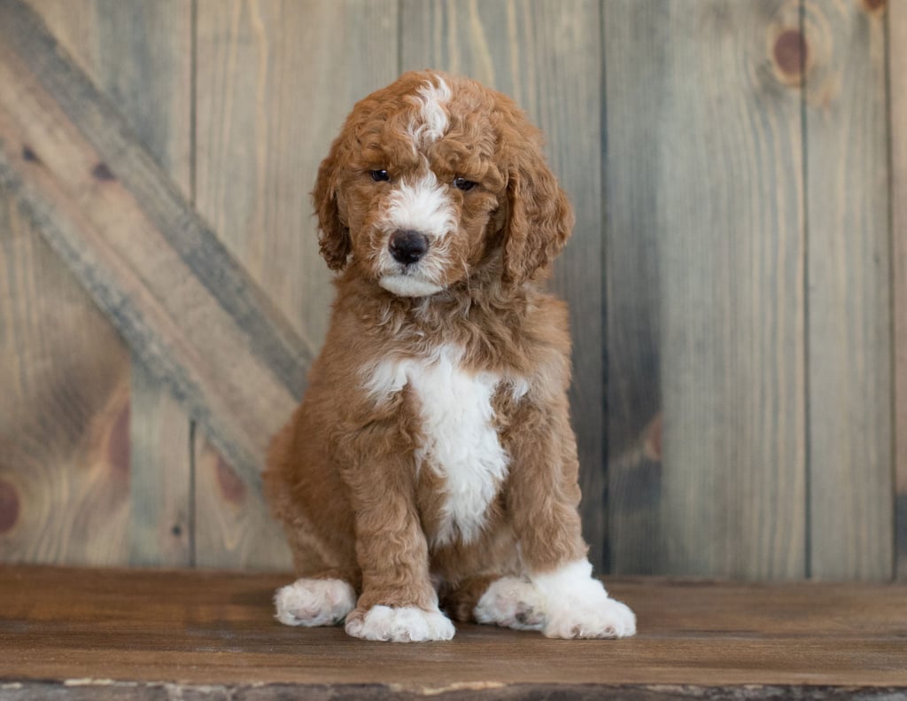 Ezi is a Mini Goldendoodle Puppy Sold As Of 08/20/2019