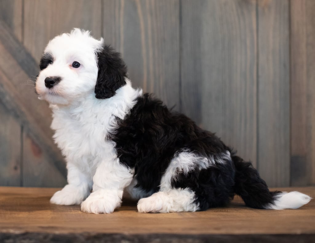 Urbane is a Mini Sheepadoodle Puppy Sold As Of 12/13/2019