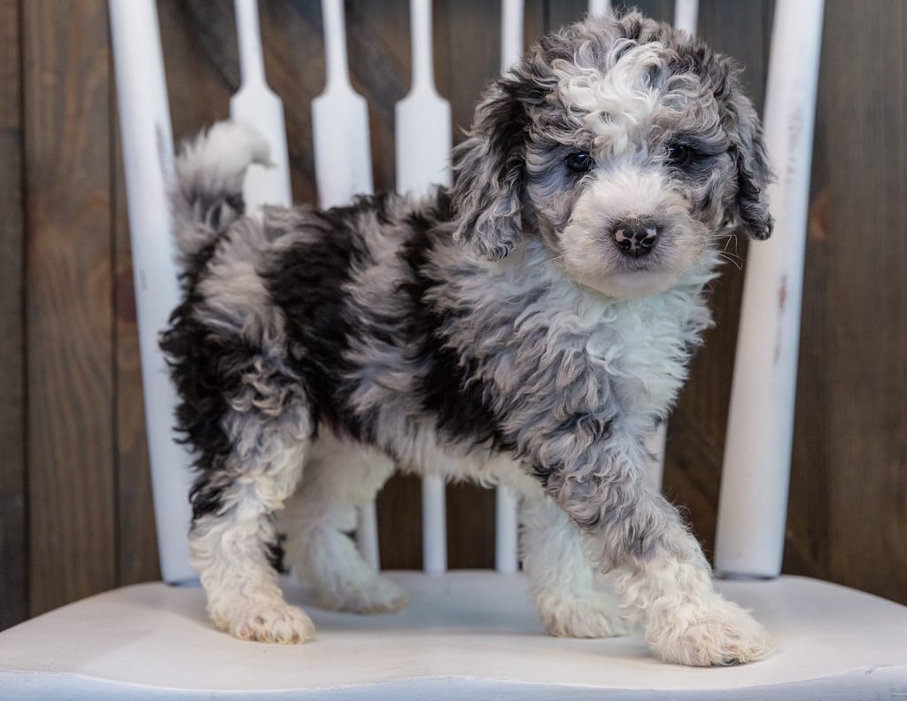 Odin is a Mini Sheepadoodle Puppy Sold As Of 03/02/2021