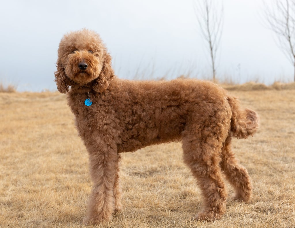 X-Ray is a Mini Irish Doodle Puppy Sold As Of 04/05/2021