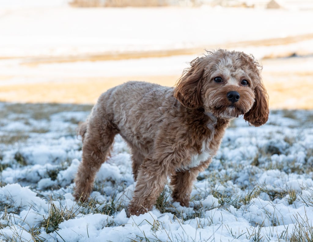 Our Parent Dogs | Goldendoodle, Bernedoodle and Sheepadoodle Parents