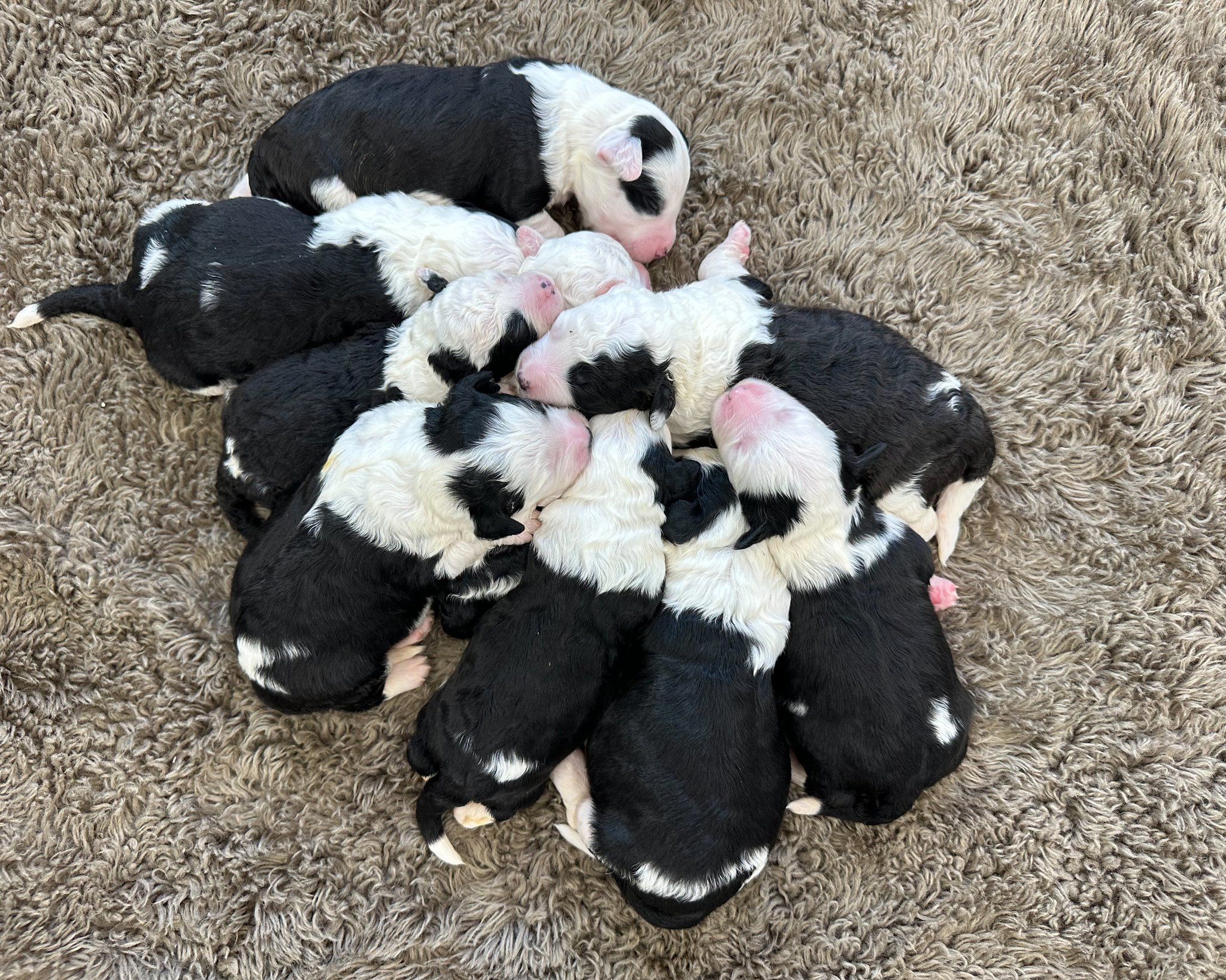 F1 Sheepadoodle Puppies for Sale | Poodles 2 Doodles