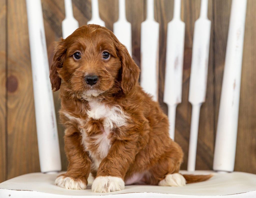 Rain is a Mini Irish Doodle Puppy Sold As Of 10/09/2020