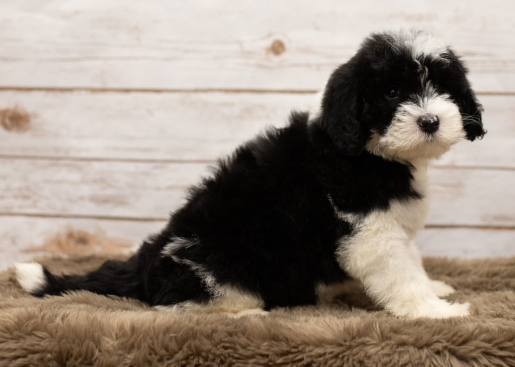 Livi is a Mini Sheepadoodle Puppy Sold As Of 04/06/2019