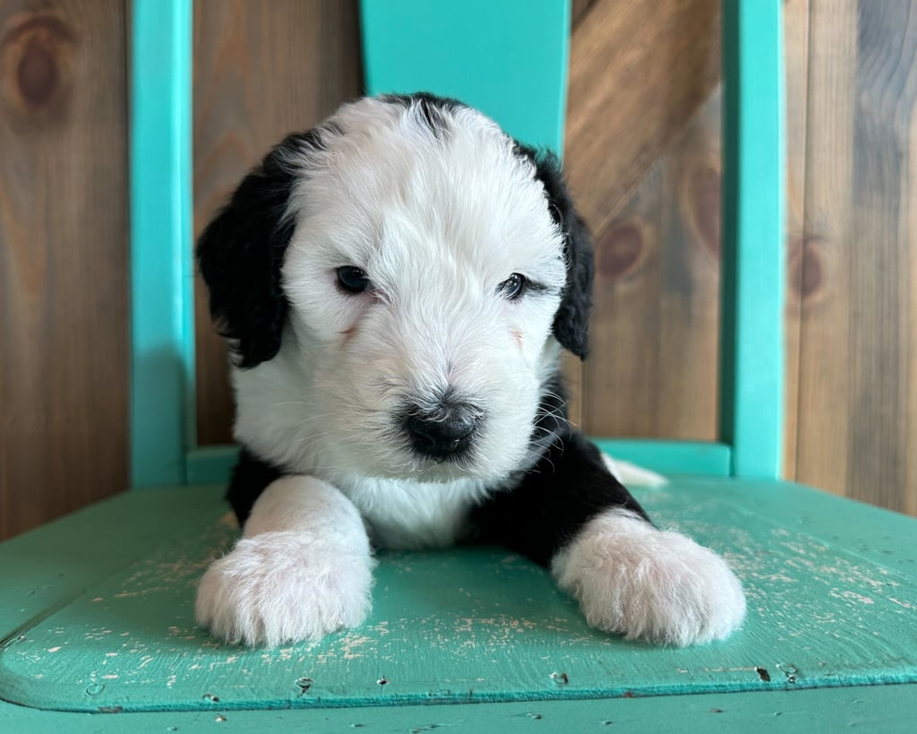 Kip is a Standard Sheepadoodle Puppy For Sale
