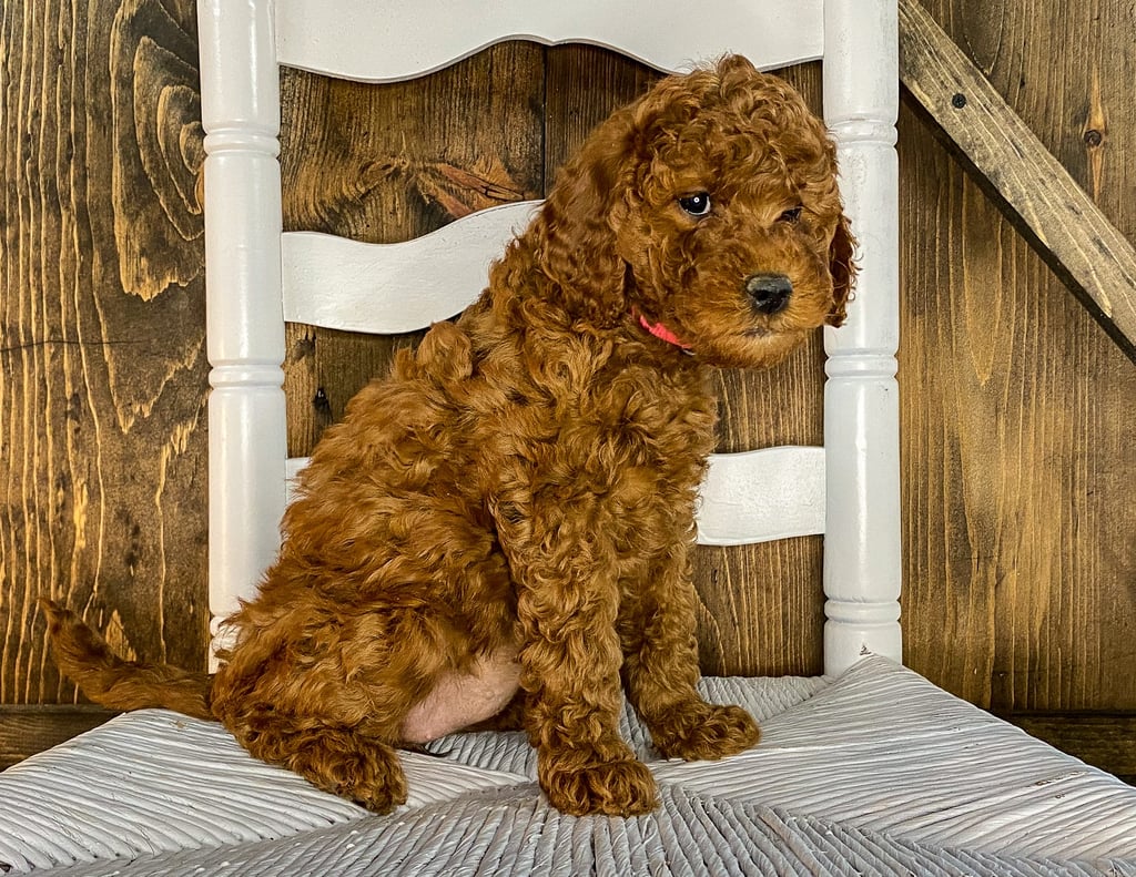 Xena is a Mini Irish Doodle Puppy Sold As Of 04/05/2021