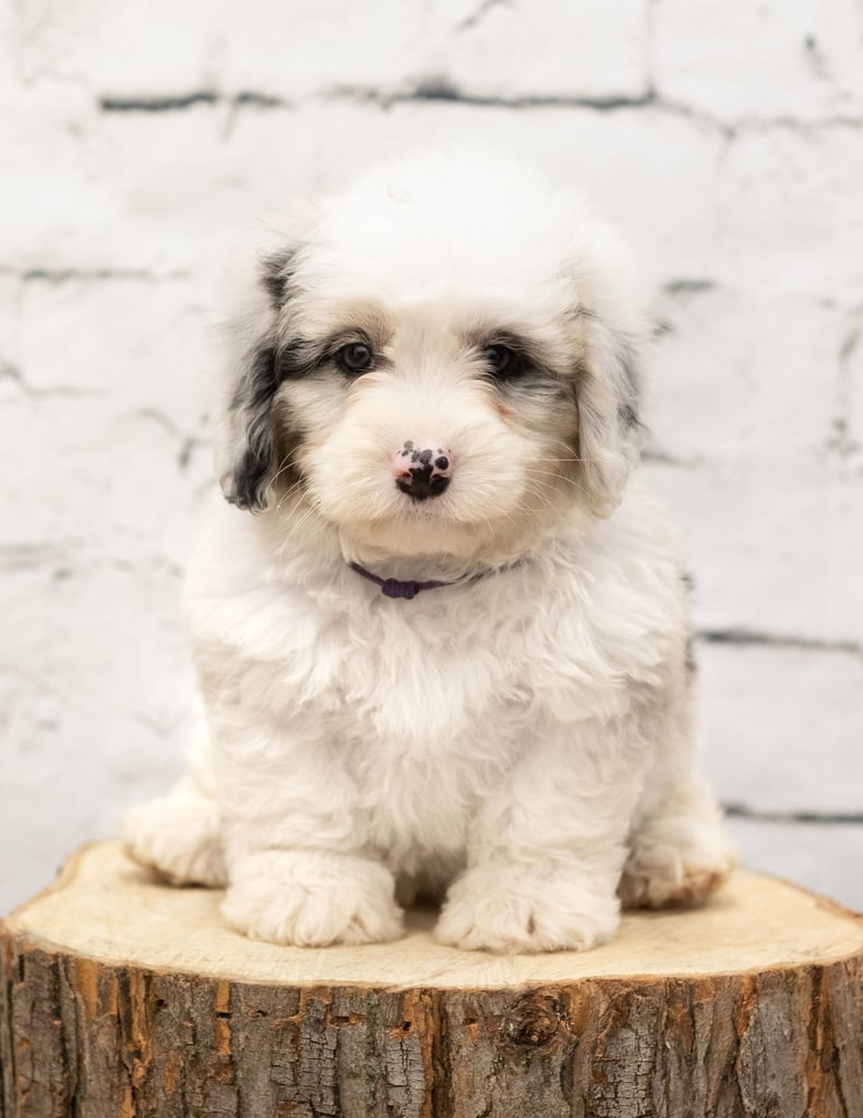 Tana is a Mini Sheepadoodle Puppy Sold As Of 06/18/2019