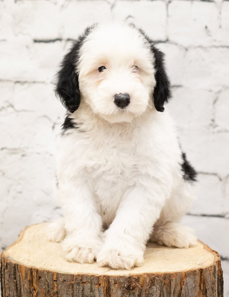 Rex is a Mini Sheepadoodle Puppy Sold As Of 06/14/2019